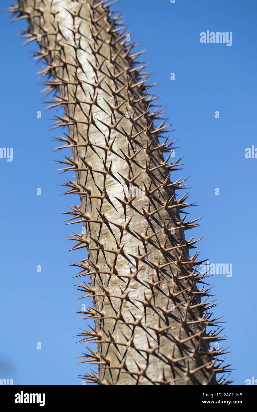 Spiny trunk of the Madagascar Palm Stock Photo - Alamy