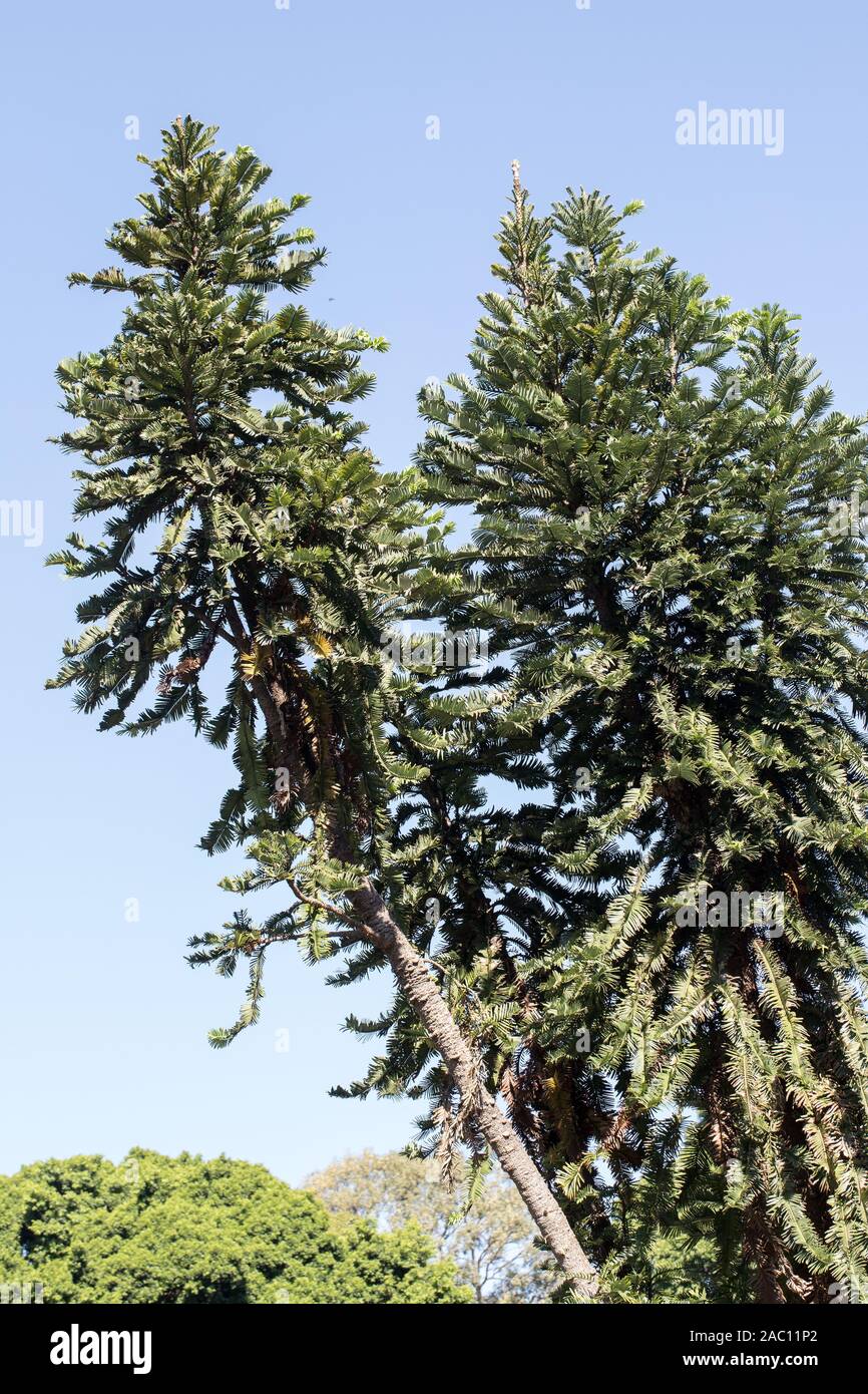 Rare wollemi pine hi-res stock photography and images - Alamy