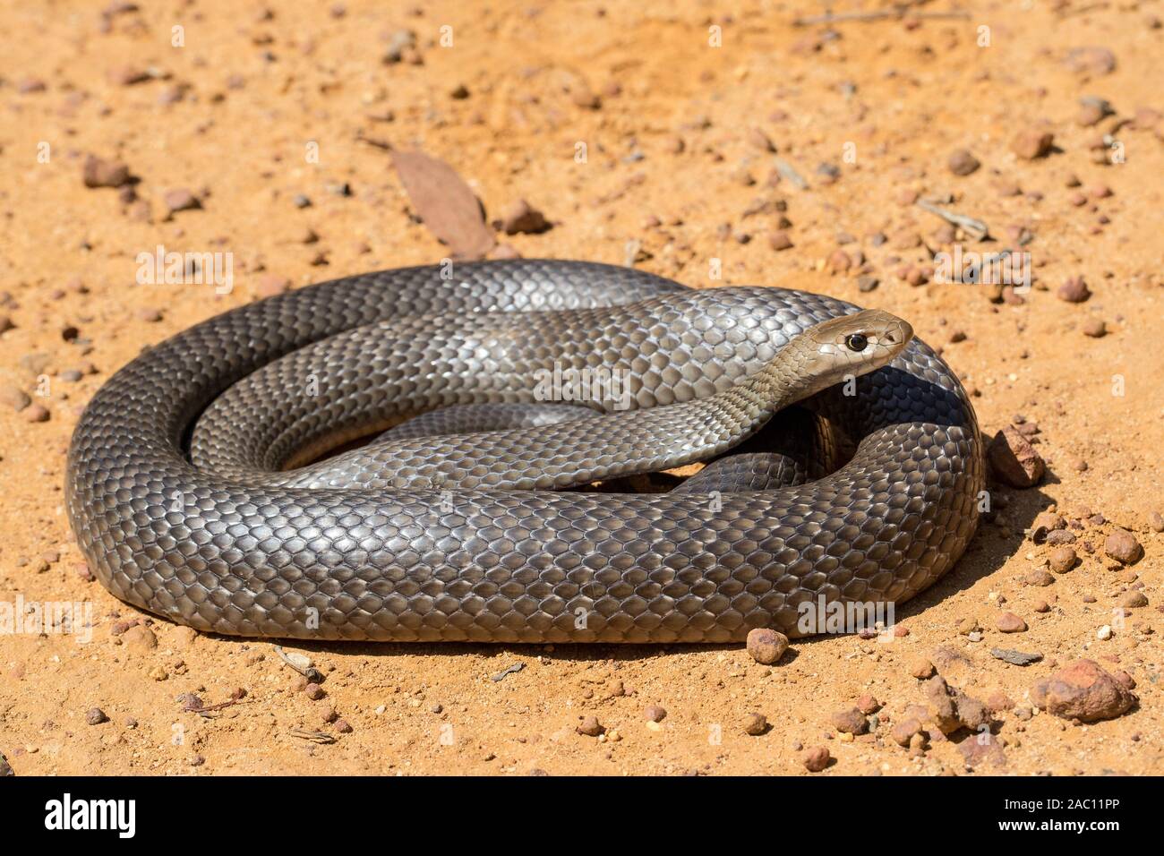 Eastern Brown Snake Stock Photo - Alamy
