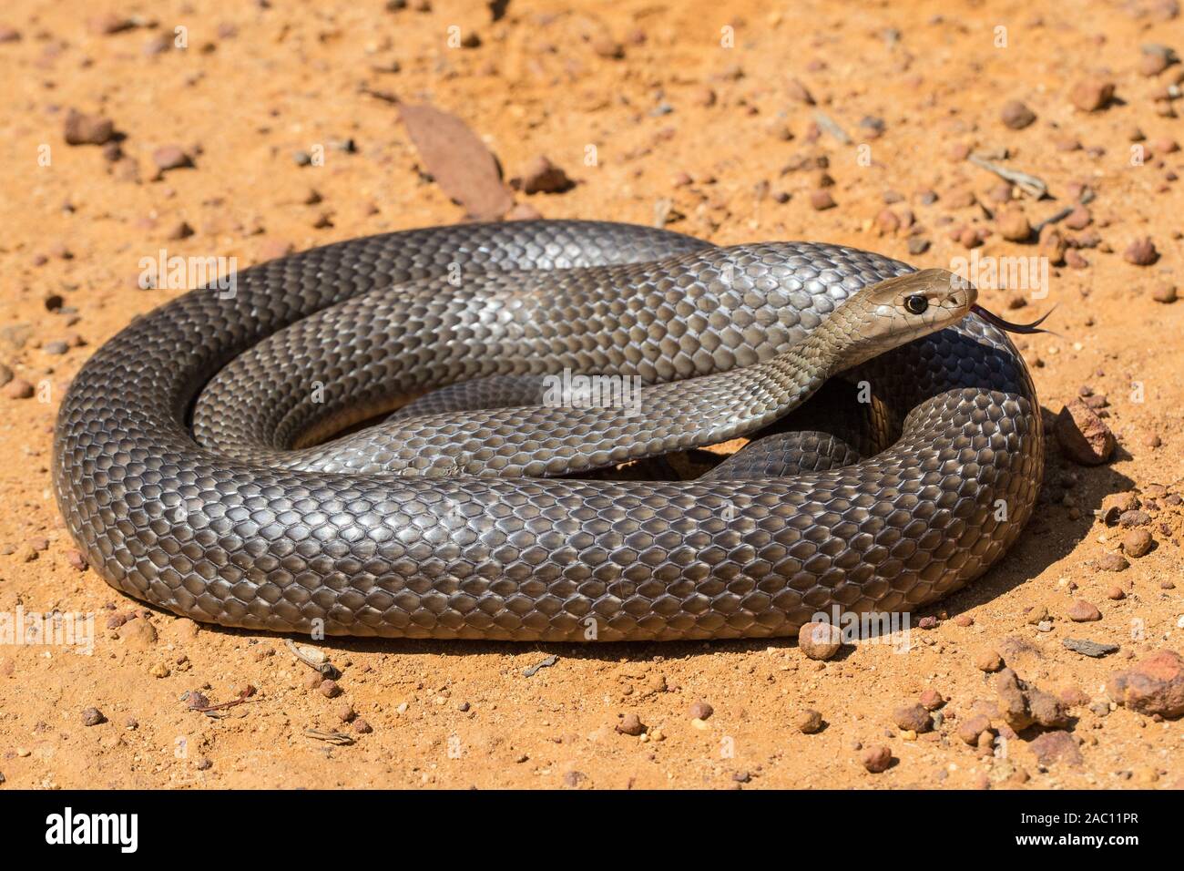 Eastern Brown Snake Stock Photo - Alamy