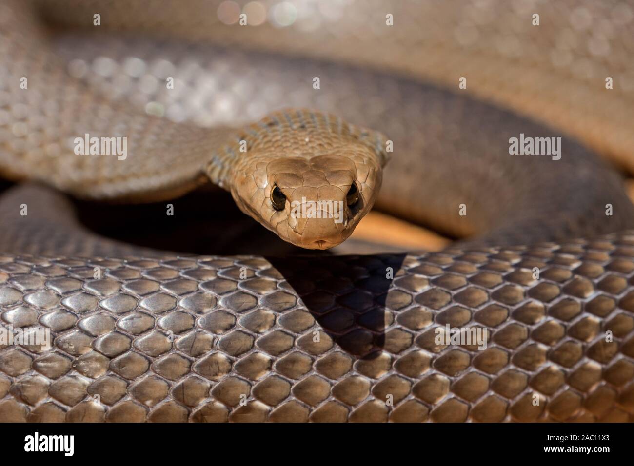 Eastern Brown Snake Stock Photo - Alamy