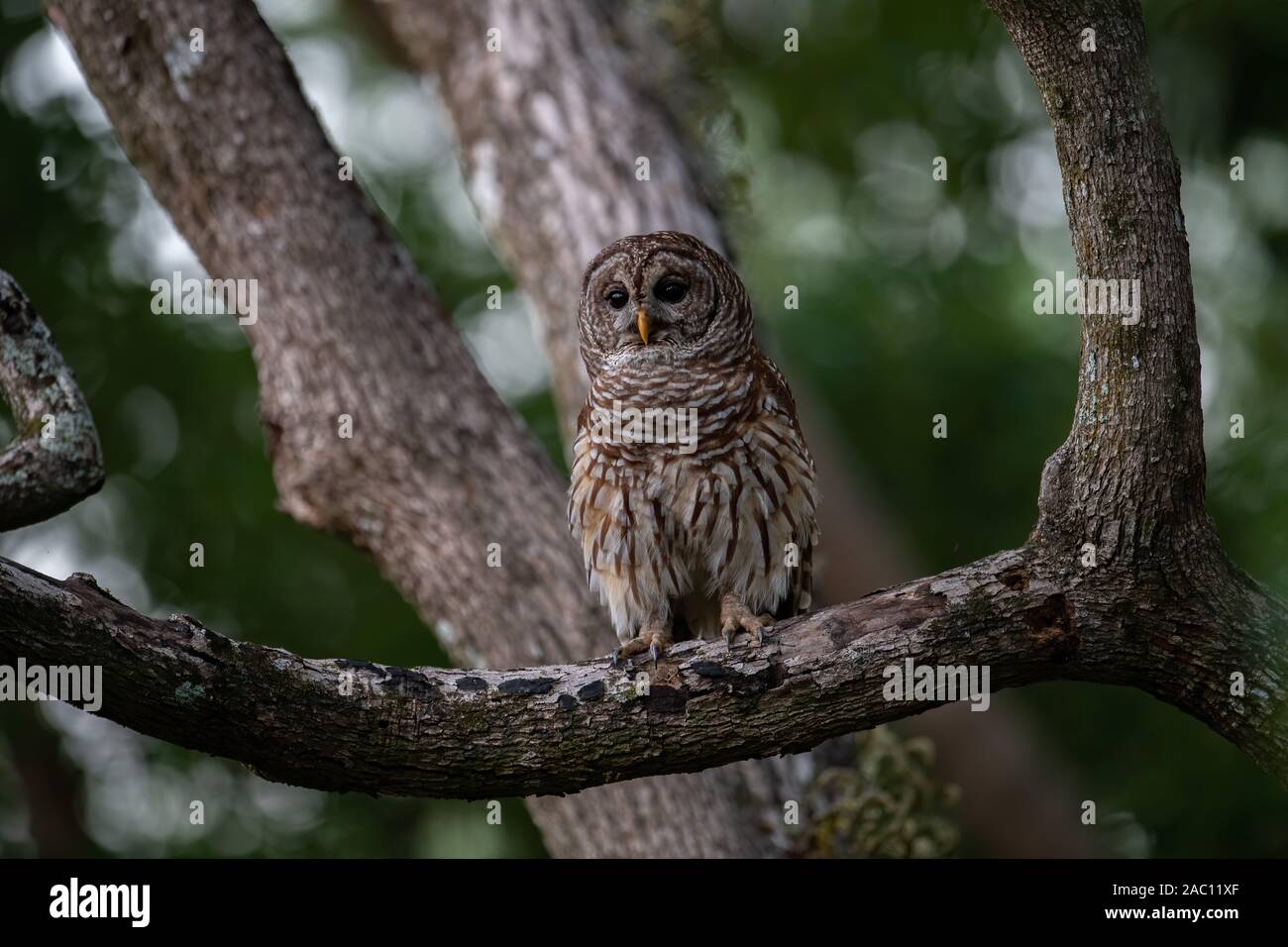 Barred owl in tree hi-res stock photography and images - Alamy