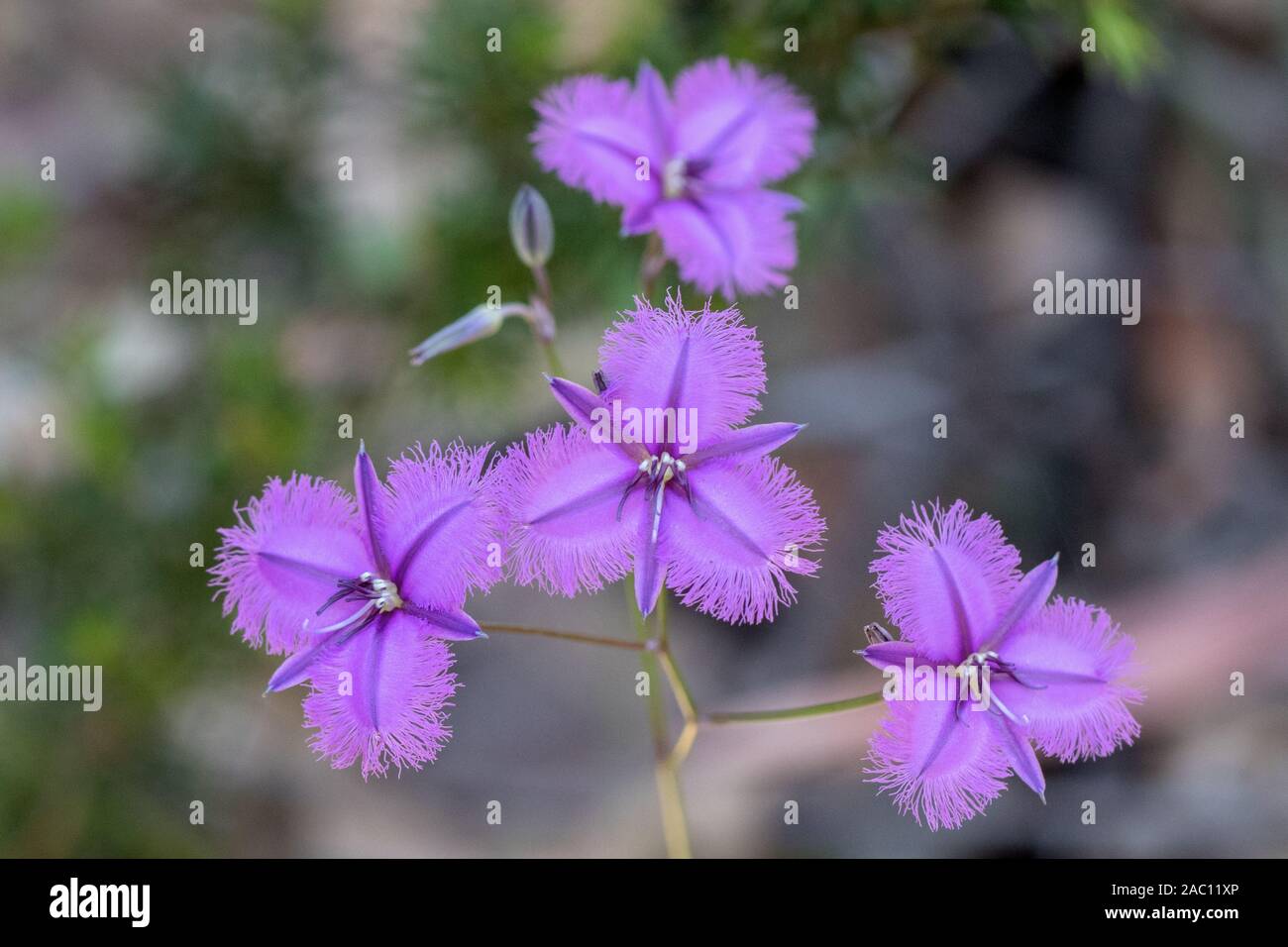 Fringe lily hi-res stock photography and images - Alamy
