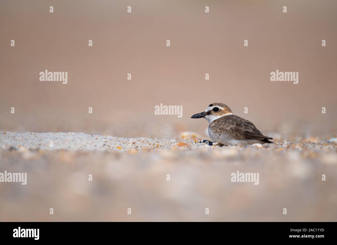 Piping Plover Fly High Resolution Stock Photography and Images - Alamy
