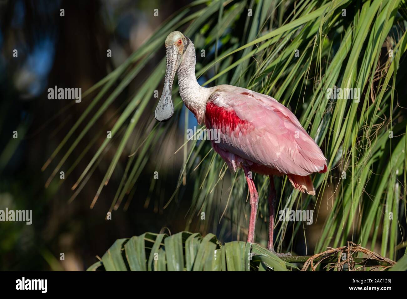 Roseate spoonbill palm tree hi-res stock photography and images - Alamy