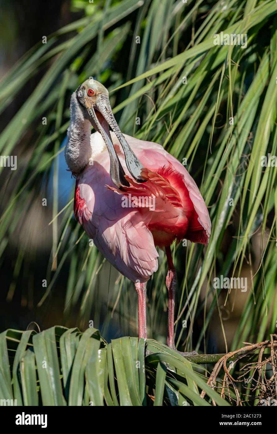 Roseate spoonbill palm tree hi-res stock photography and images - Alamy
