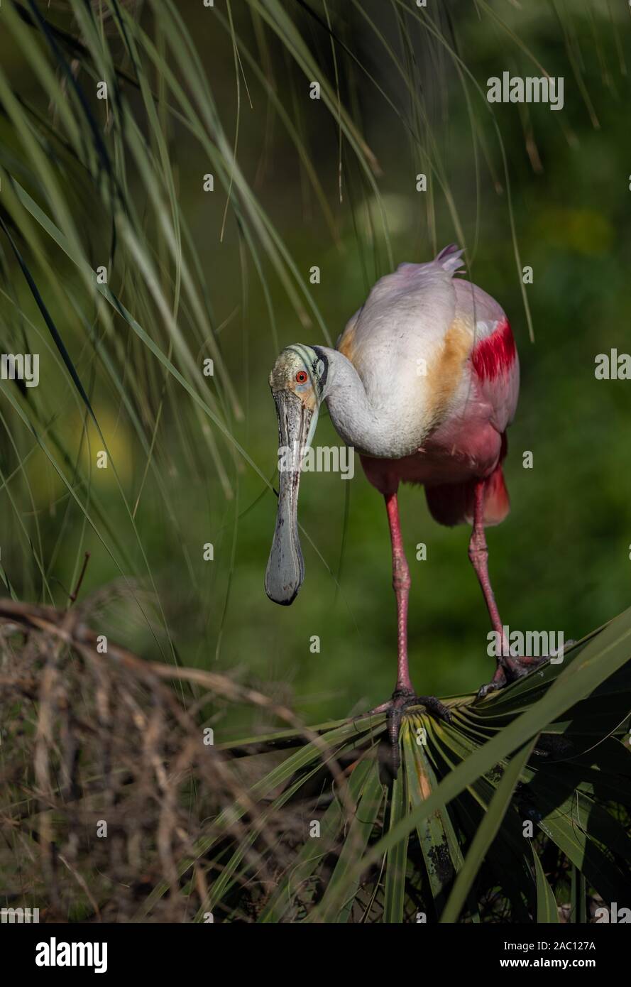 Roseate spoonbill palm tree hi-res stock photography and images - Alamy