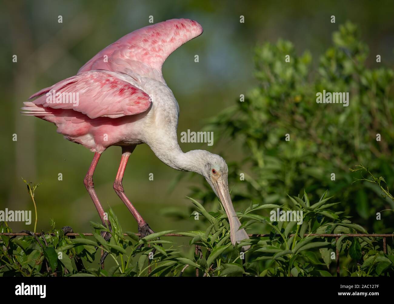 Roseate spoonbill palm tree hi-res stock photography and images - Alamy