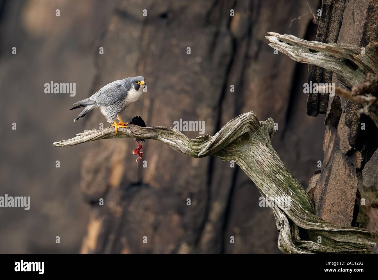 Peregrine hunt hi-res stock photography and images - Alamy
