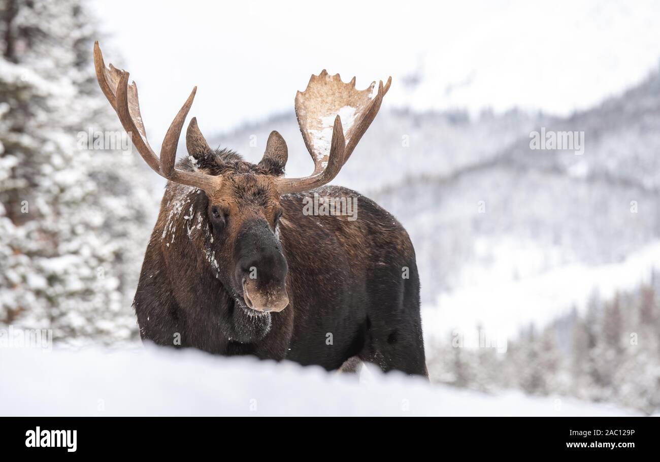 Moose in Snow Stock Photo - Alamy