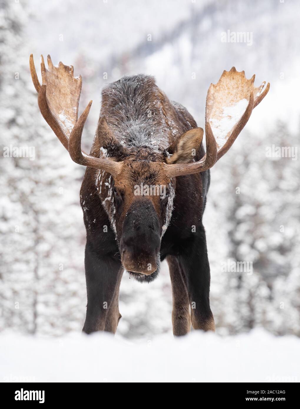 Moose in Snow Stock Photo - Alamy
