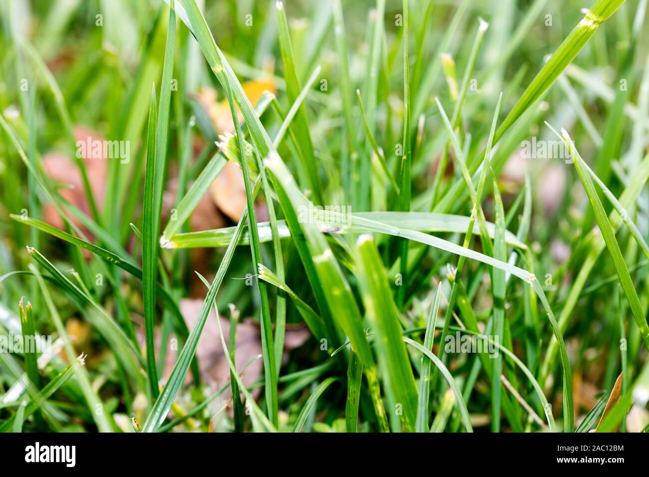 Grass close up background high quality fifty megapixels Stock Photo - Alamy