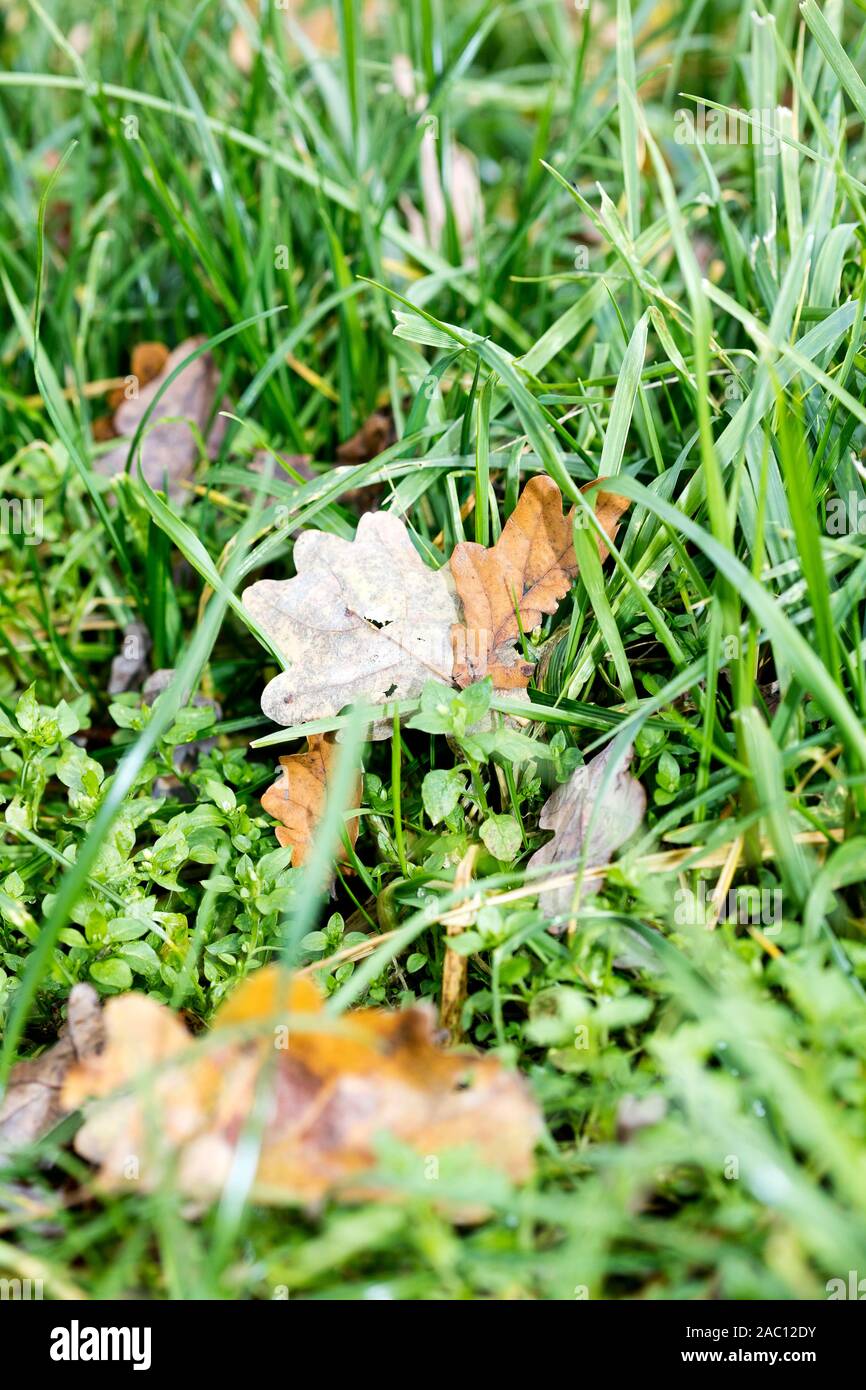 Rough grass, garden hi-res stock photography and images - Alamy