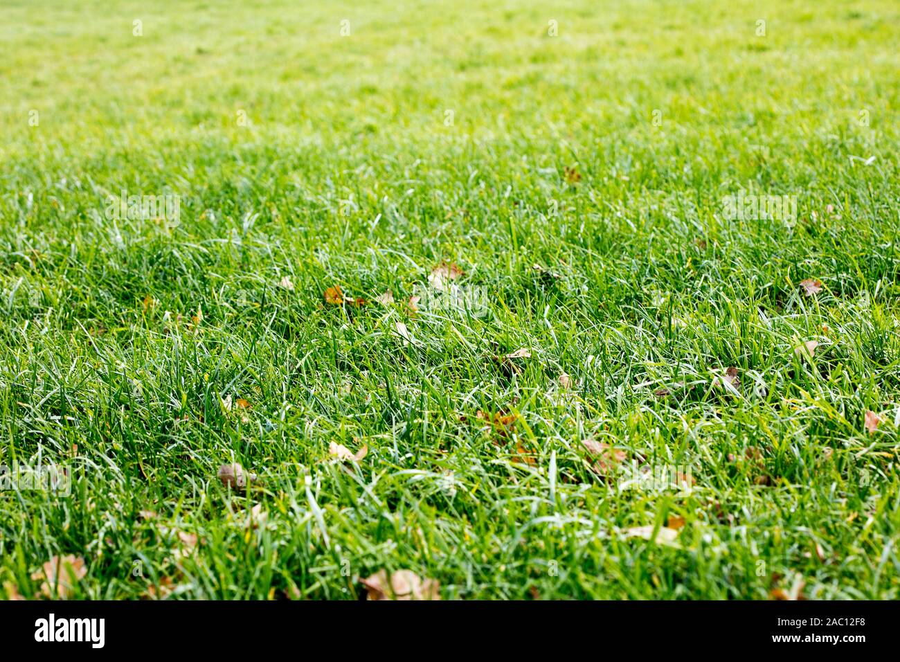 Grass close up background high quality fifty megapixels Stock Photo - Alamy