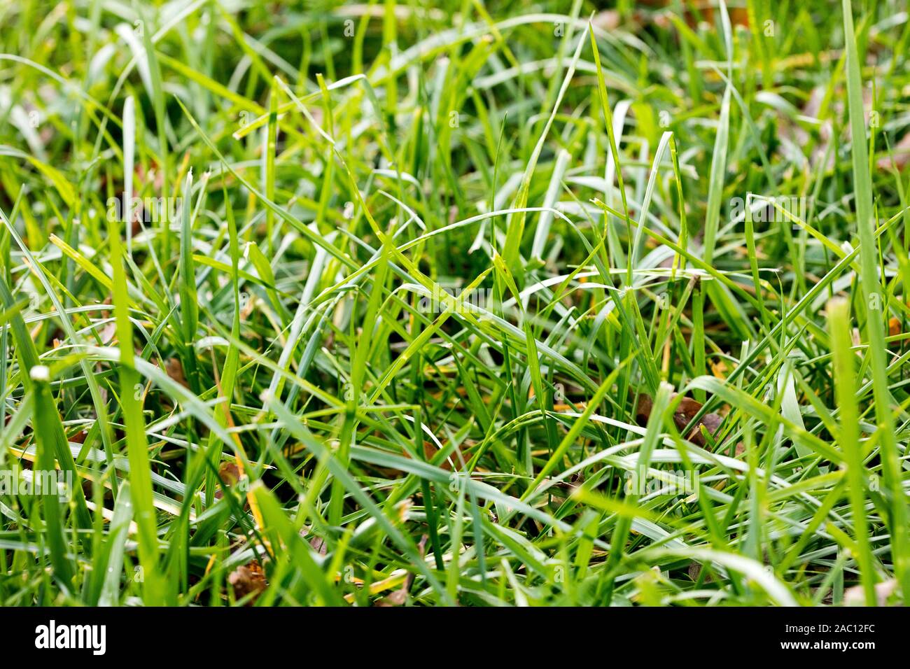 Grass close up background high quality fifty megapixels Stock Photo - Alamy