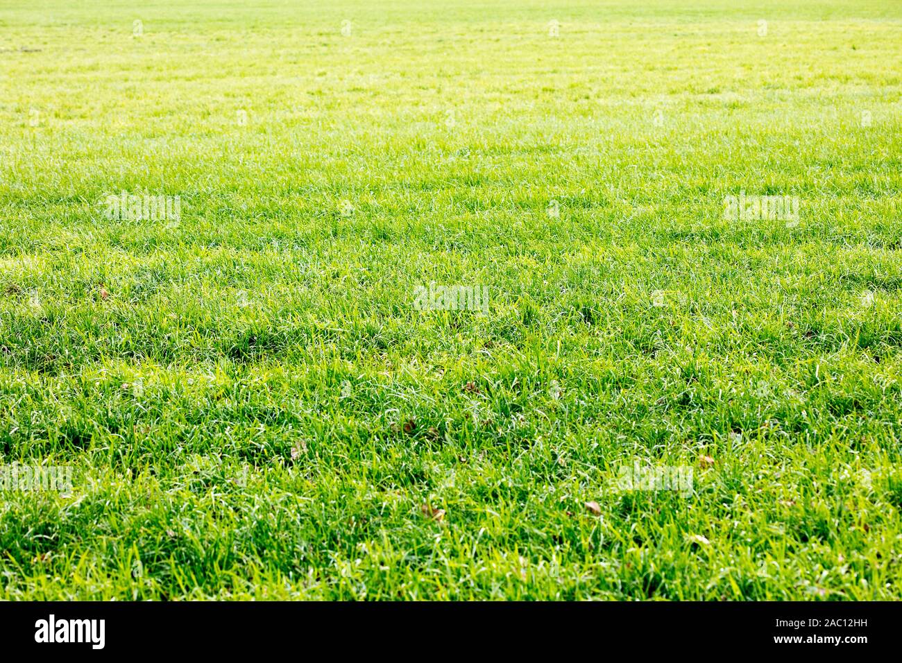 Grass close up background high quality fifty megapixels Stock Photo - Alamy