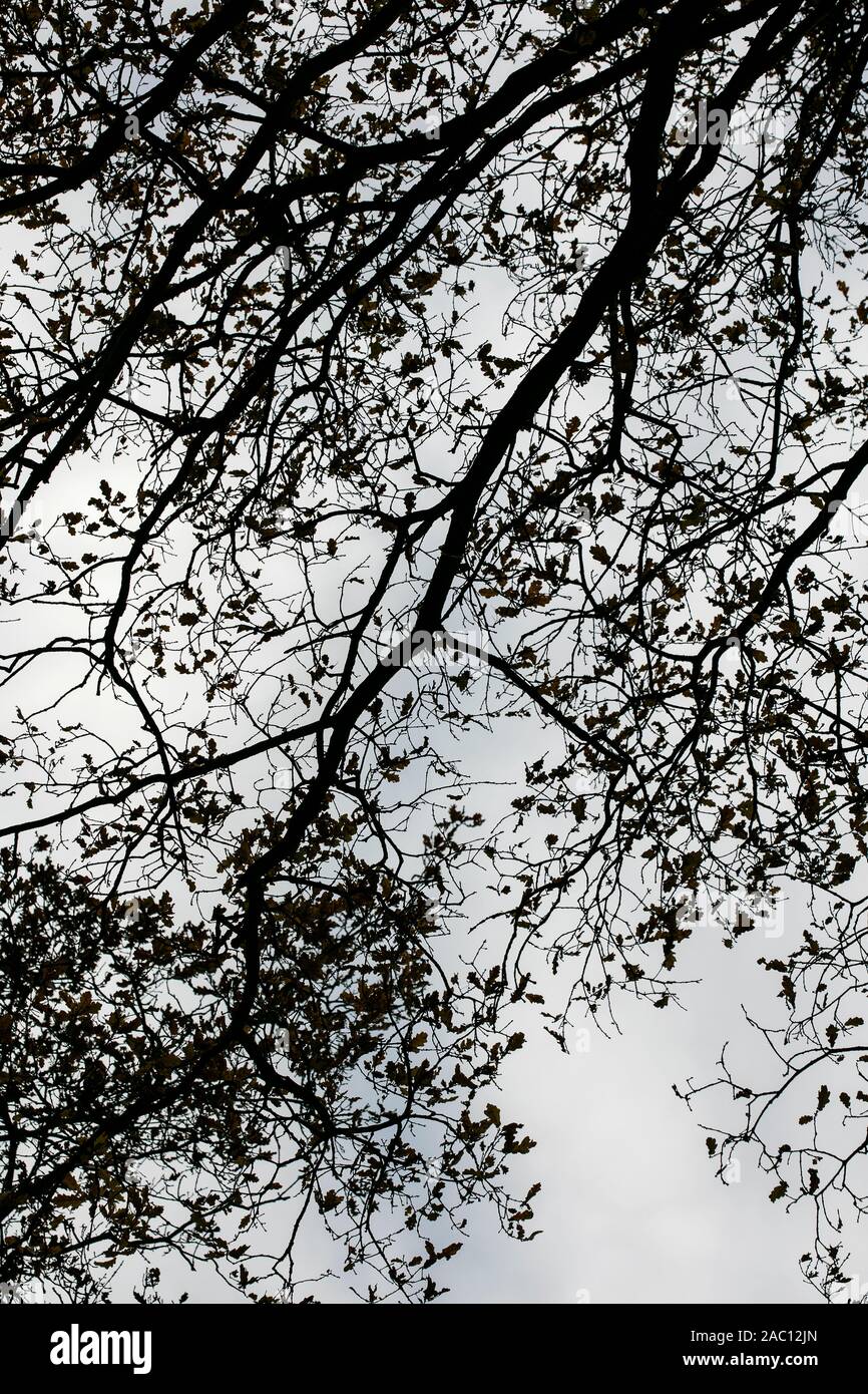 Tree leafs ans sky background high quality fifty megapixels Stock Photo ...