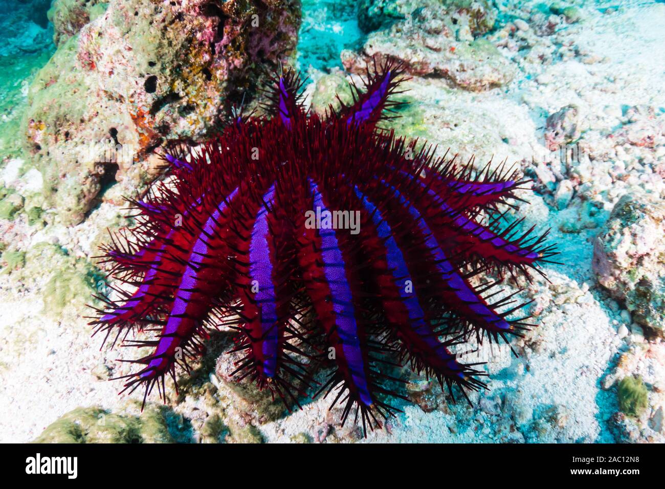 Crown of Thorns Starfish feeding on hard corals on a tropical reef in ...