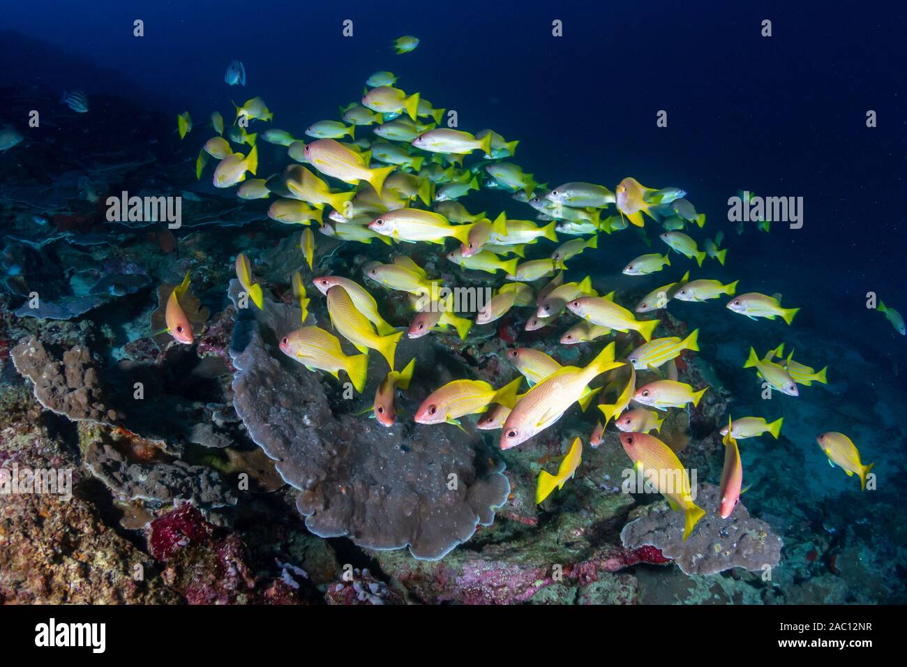 Blue-Stripe Snapper on a tropical coral reef in Thailand's Similan ...