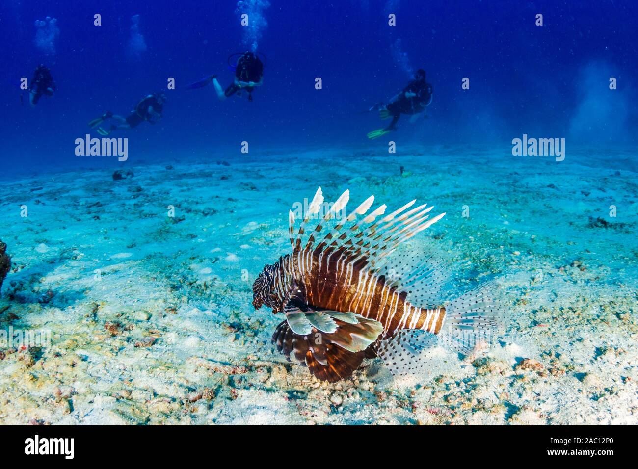 Common Lionfish on a tropical coral reef (Similan Islands Stock Photo ...