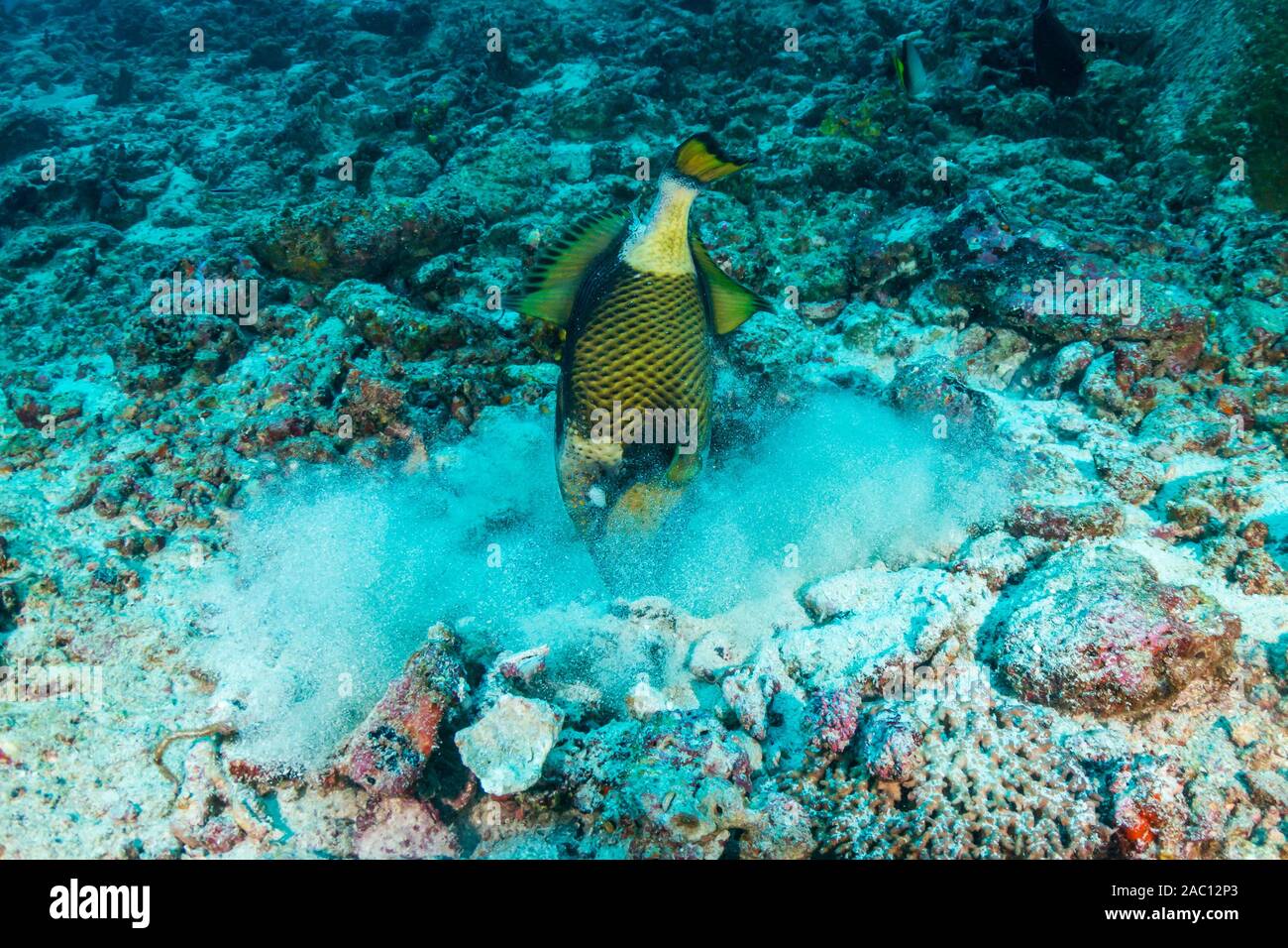 Titan Triggerfish feeding on a coral reef Stock Photo - Alamy
