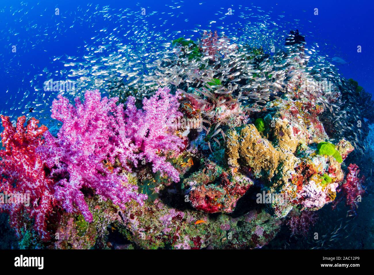 Beautiful Colorful Reefs