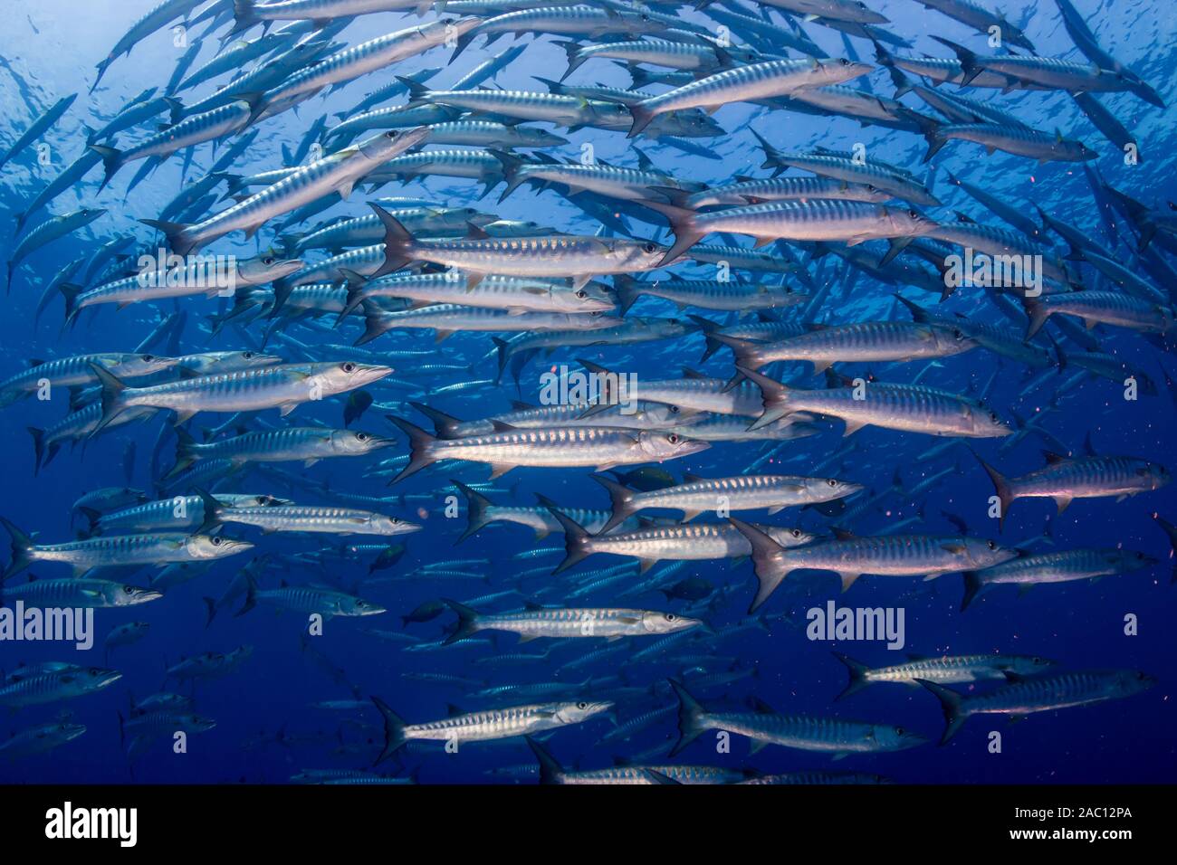 Blue Barracudas Logo