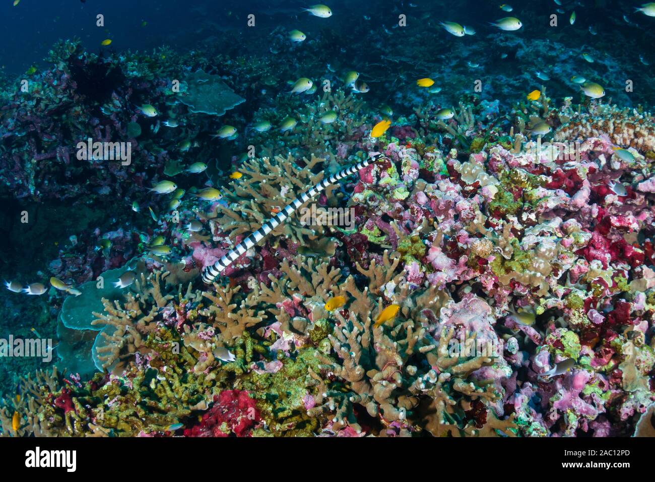 Sea Snake Reef High Resolution Stock Photography and Images - Alamy