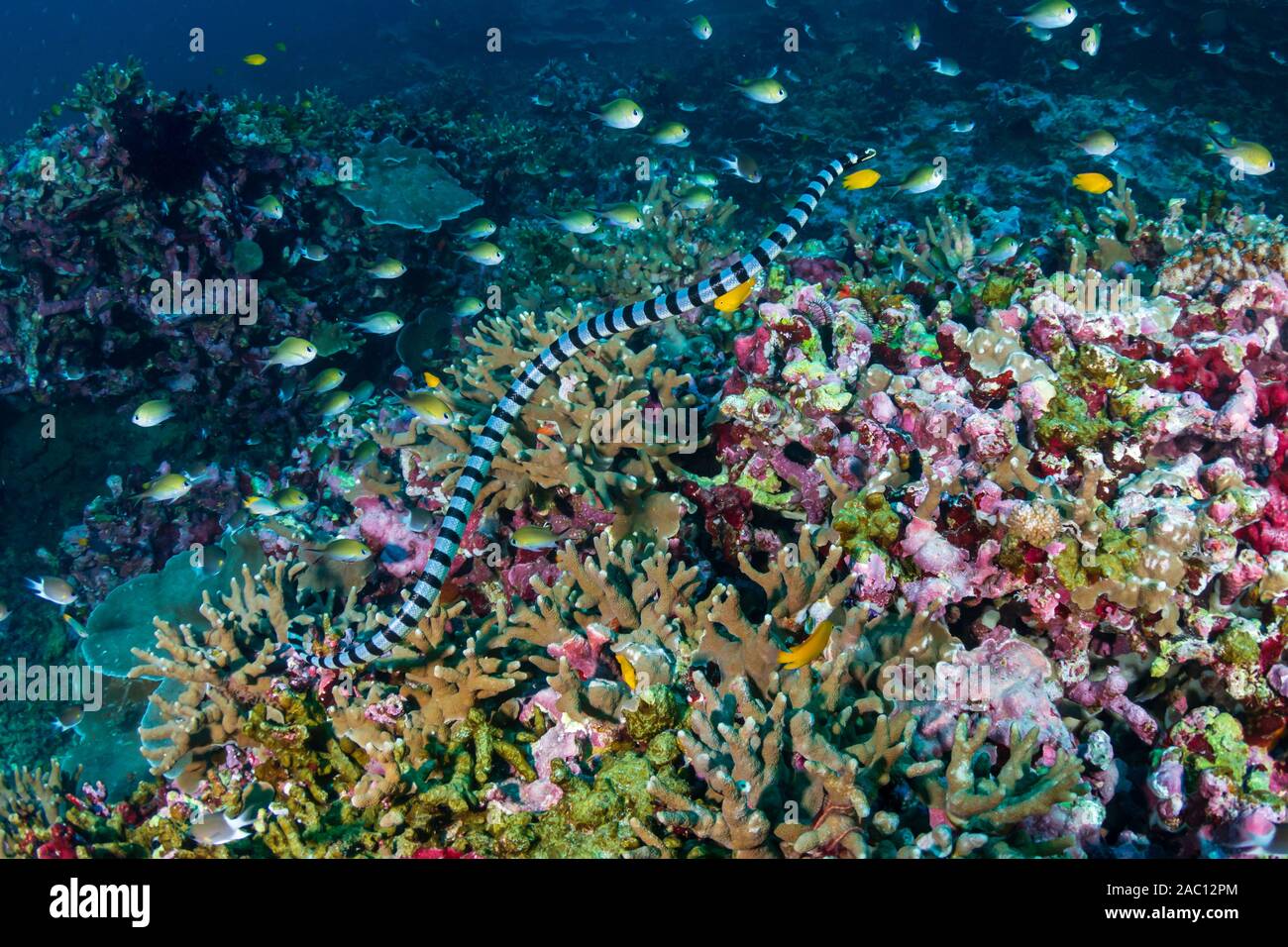 Sea Snake Reef High Resolution Stock Photography and Images - Alamy