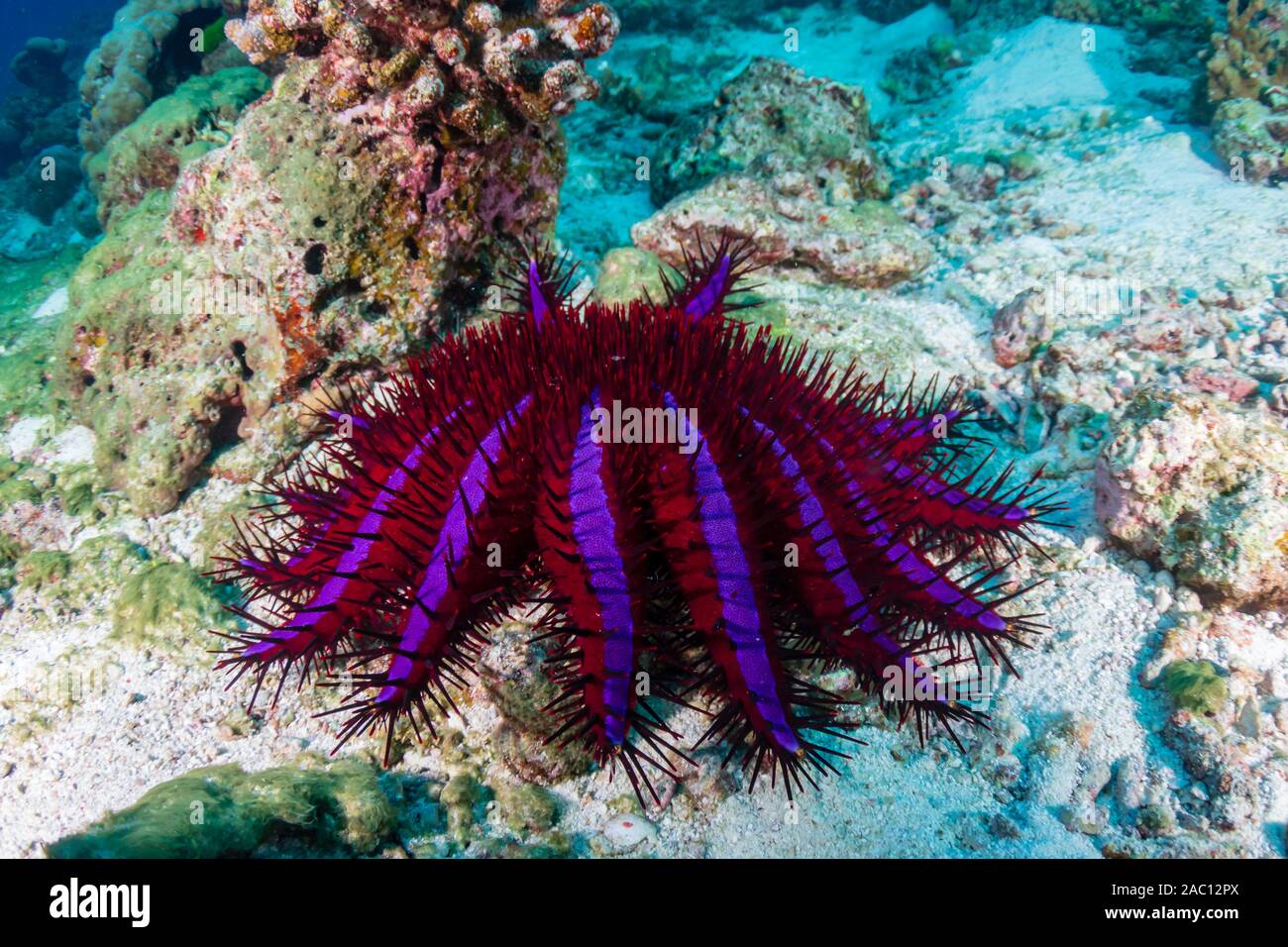 Feeding on a starfish hi-res stock photography and images - Alamy