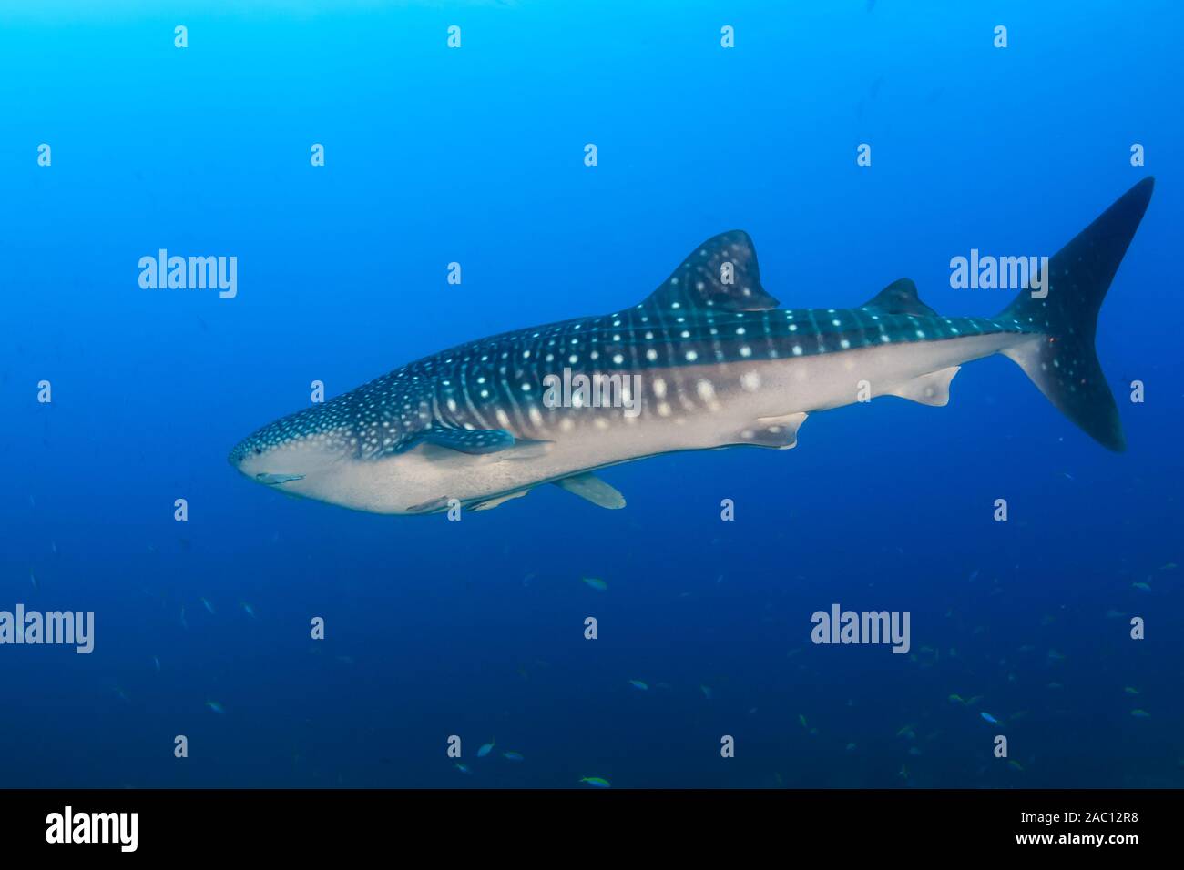 Large Whaleshark (Rhincodon typus) in a blue, tropical ocean (Koh ...