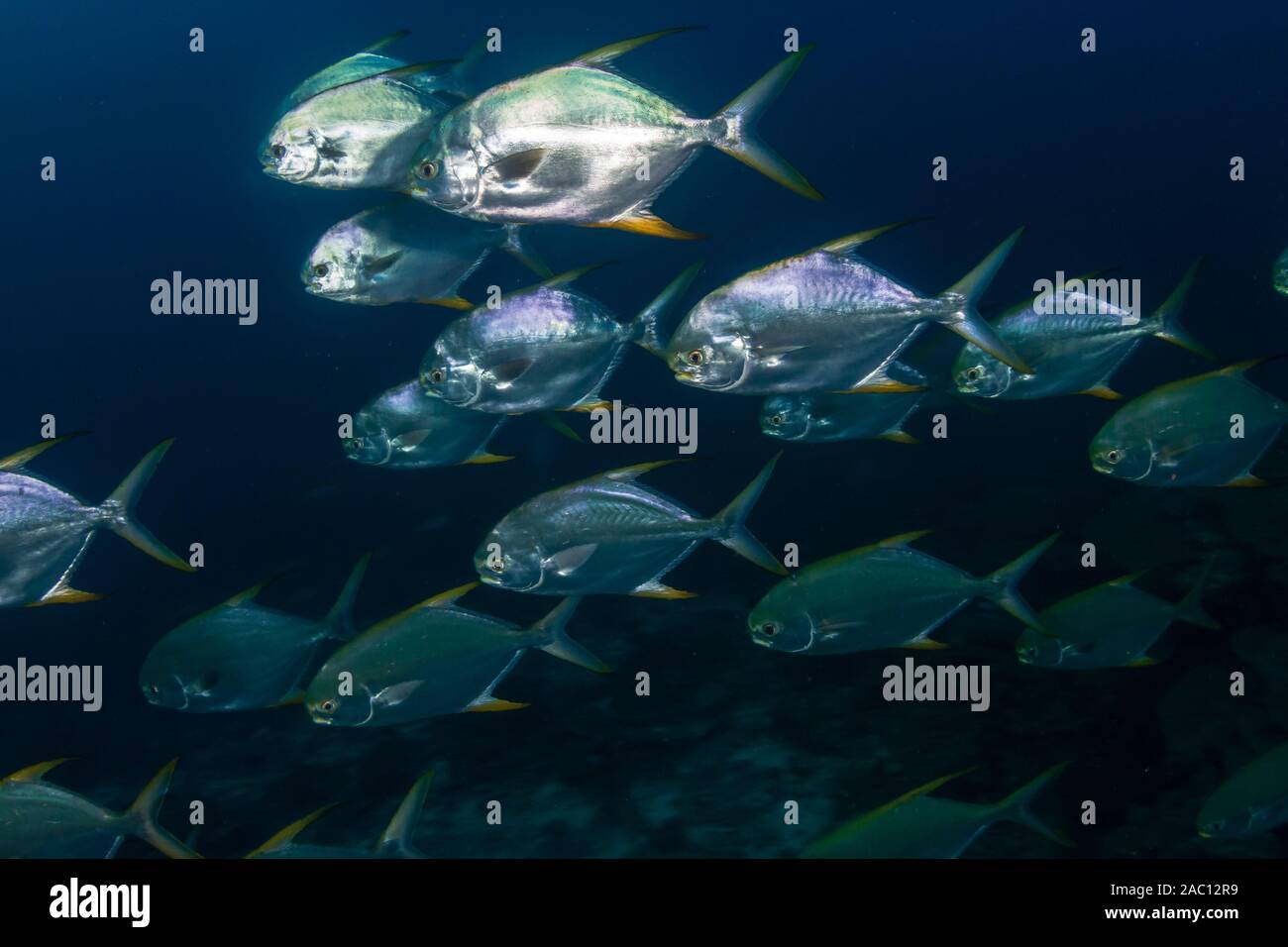 School of predatory fish on a dark coral reef Stock Photo - Alamy