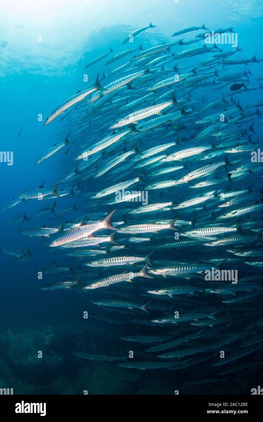 Diver with school of barracudas hi-res stock photography and images - Alamy