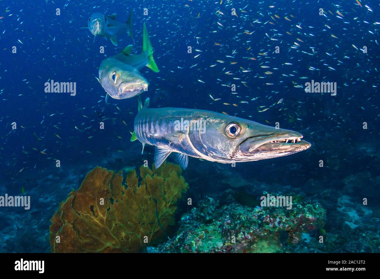 Pickhandle barracuda hi-res stock photography and images - Alamy