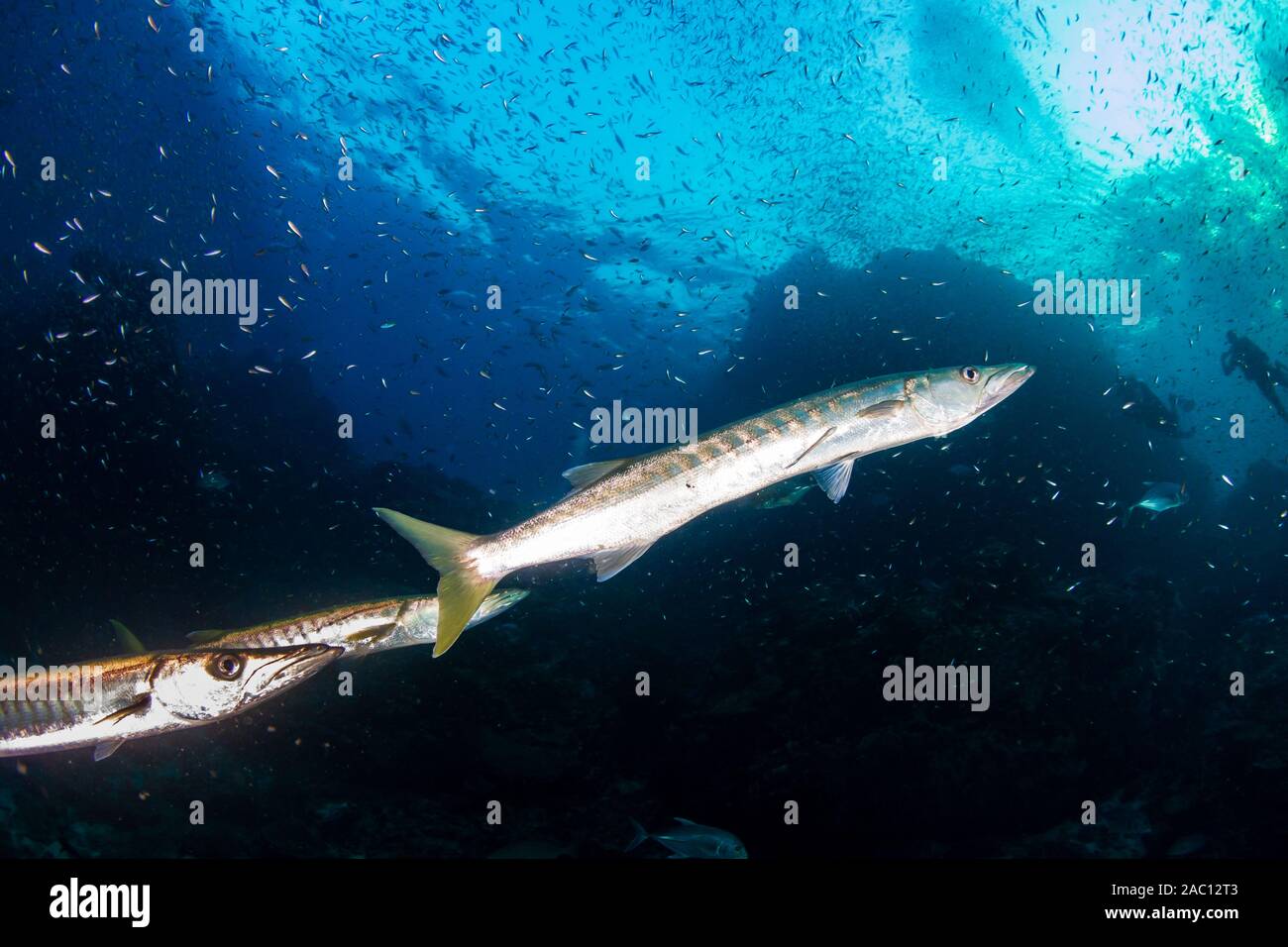 Large Pick-Handle Barracuda on a dark coral reef (Richelieu Rock ...