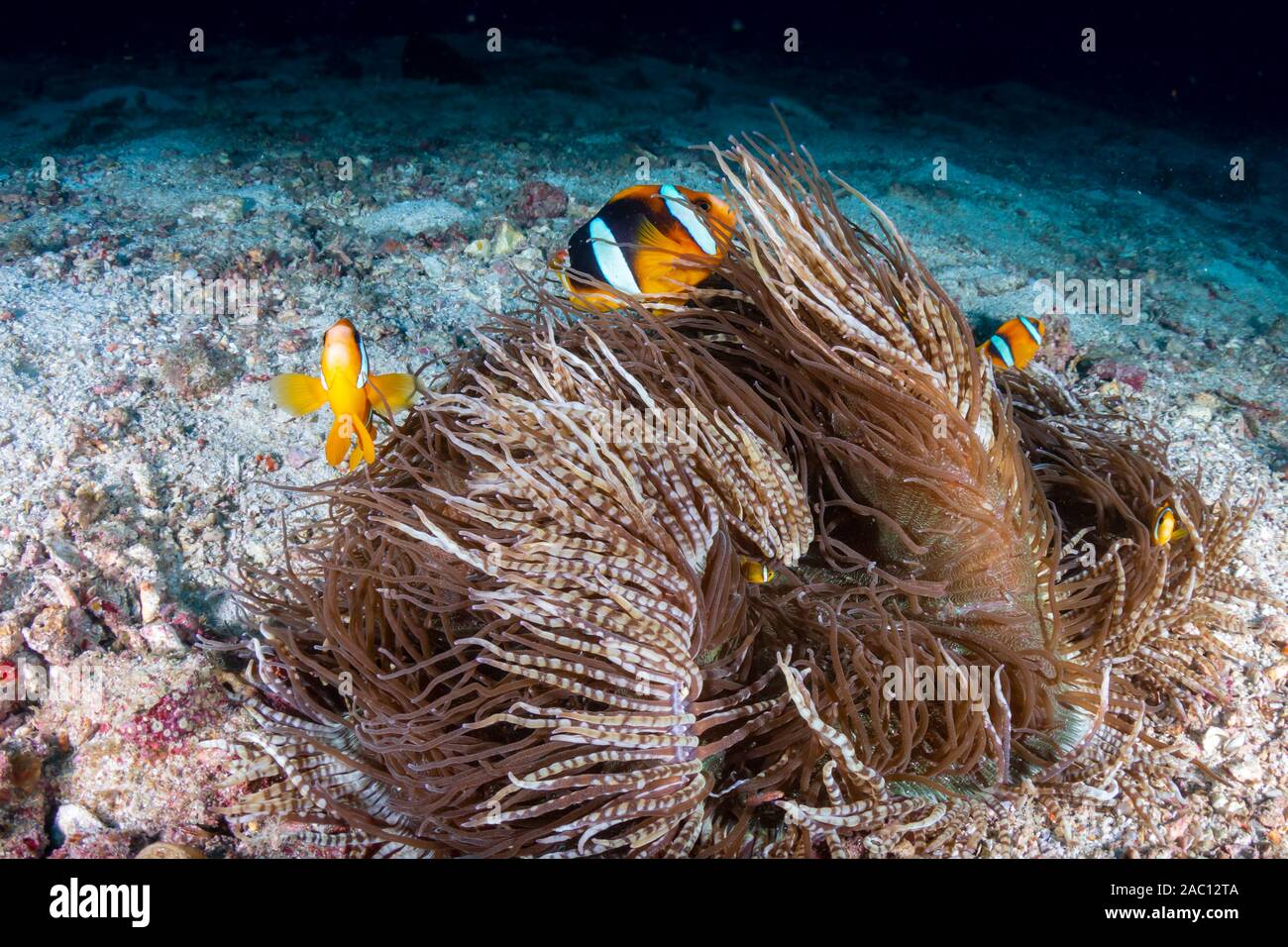 Banded Clownfish on a dark, tropical coral reef Stock Photo - Alamy