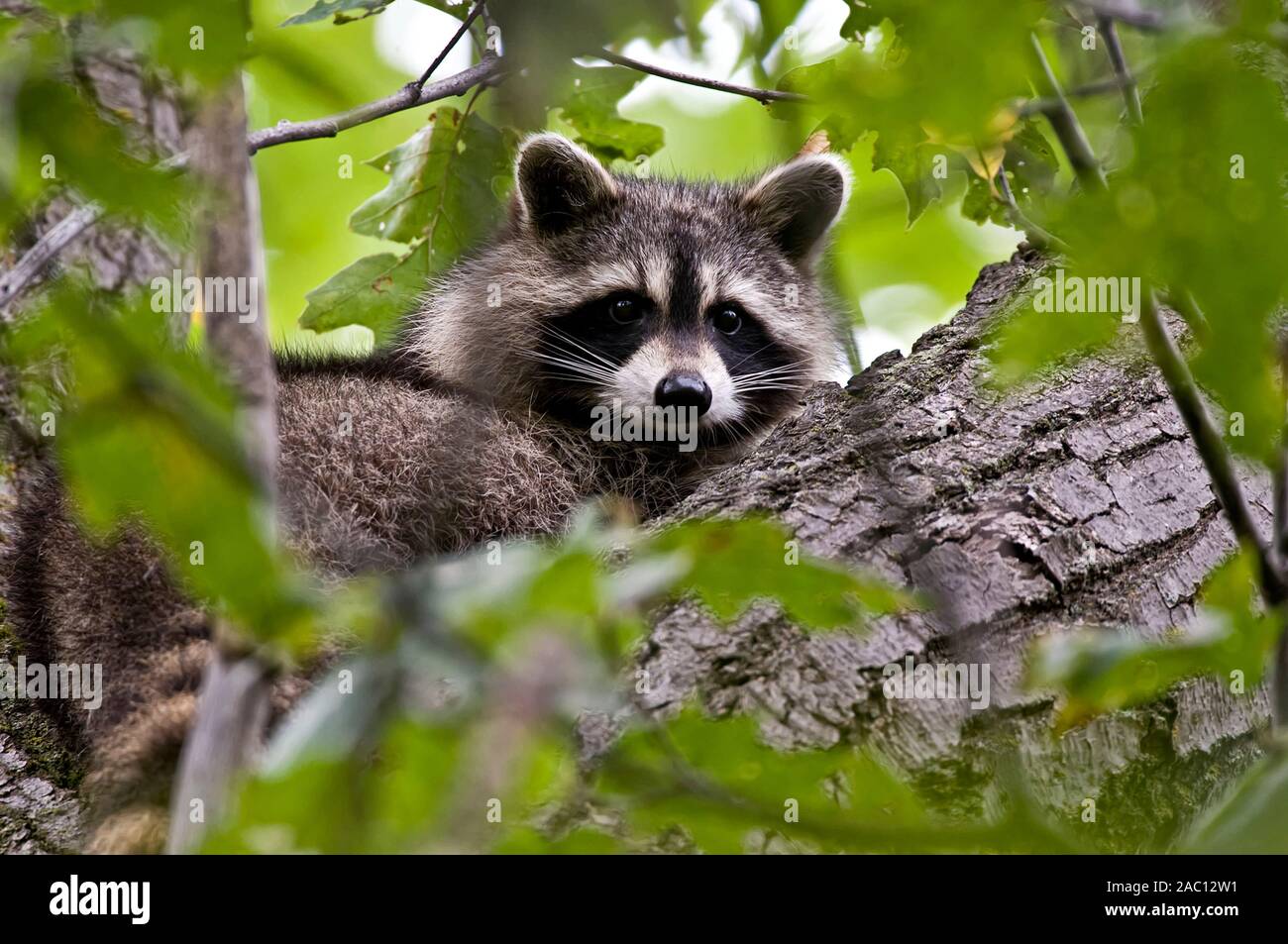 Raccoon resting up in a tree Stock Photo - Alamy