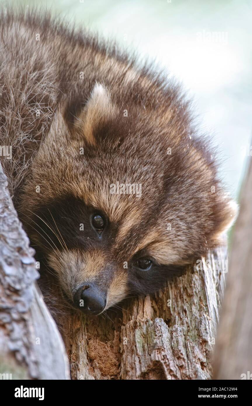 Portrait of a Raccon Stock Photo - Alamy