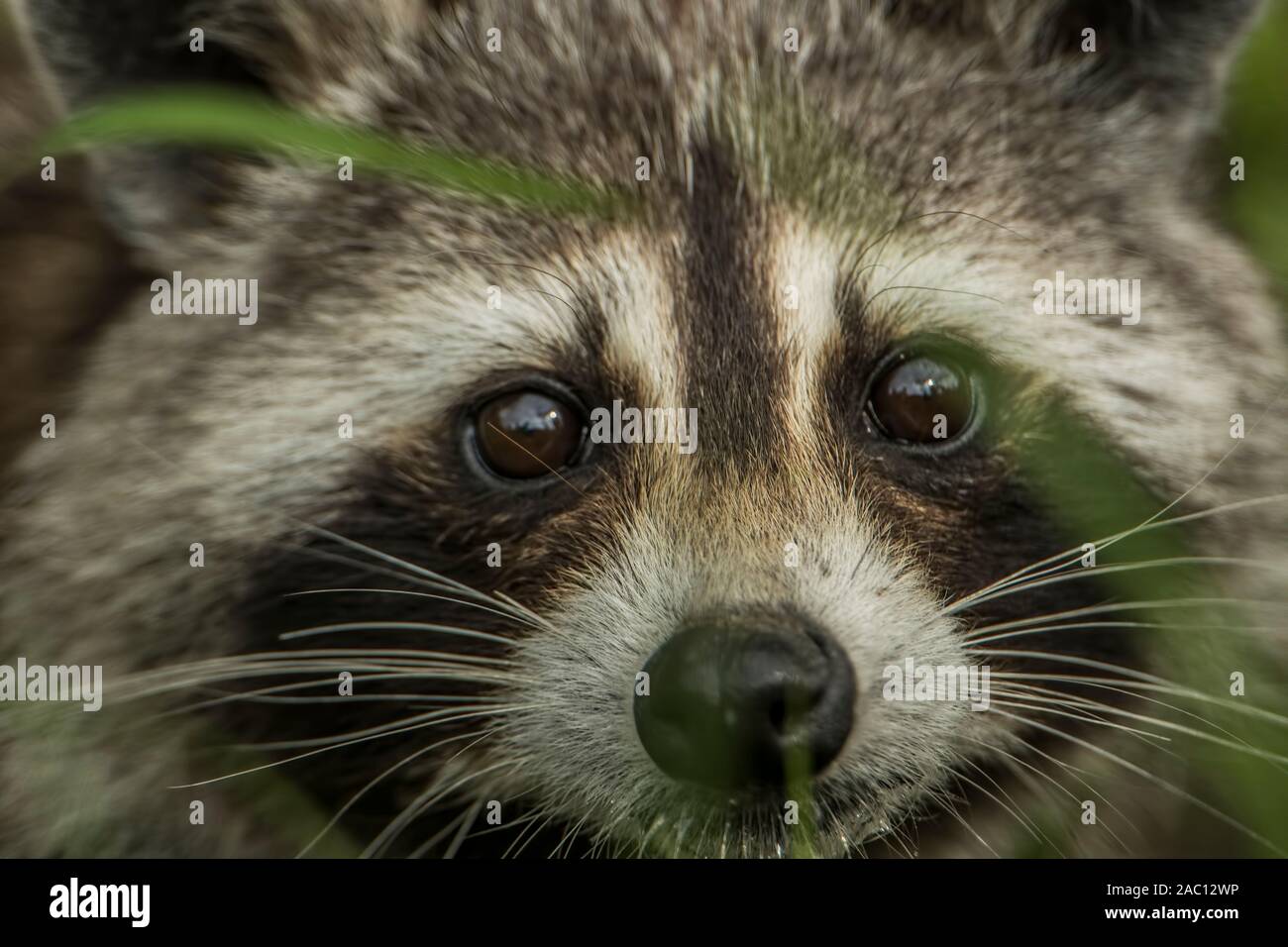 Portrait of a Raccon Stock Photo - Alamy