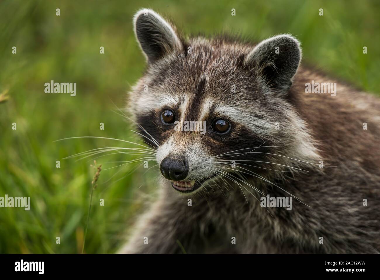 Portrait of a Raccon Stock Photo - Alamy