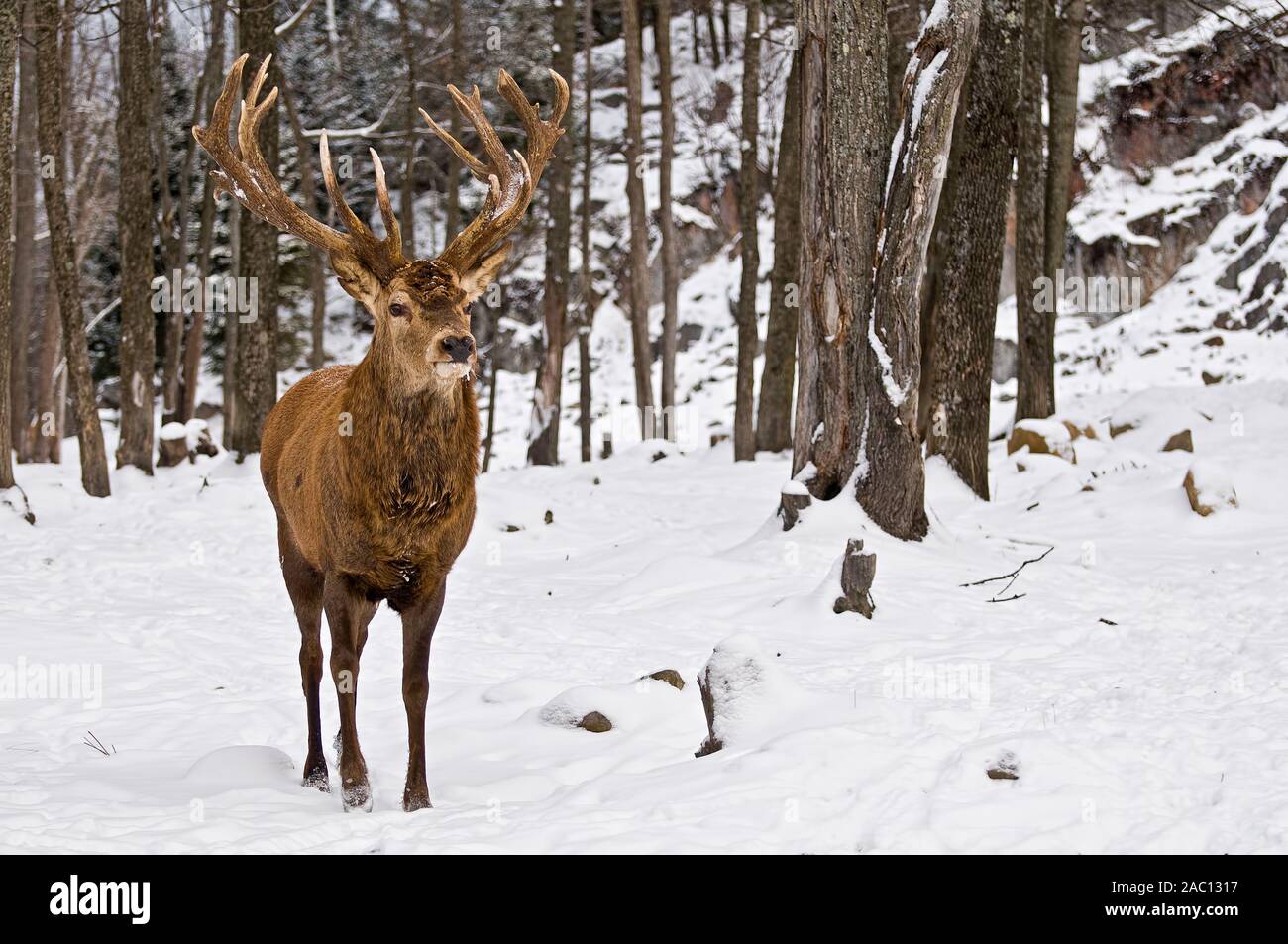 Red deer standing hi-res stock photography and images - Alamy