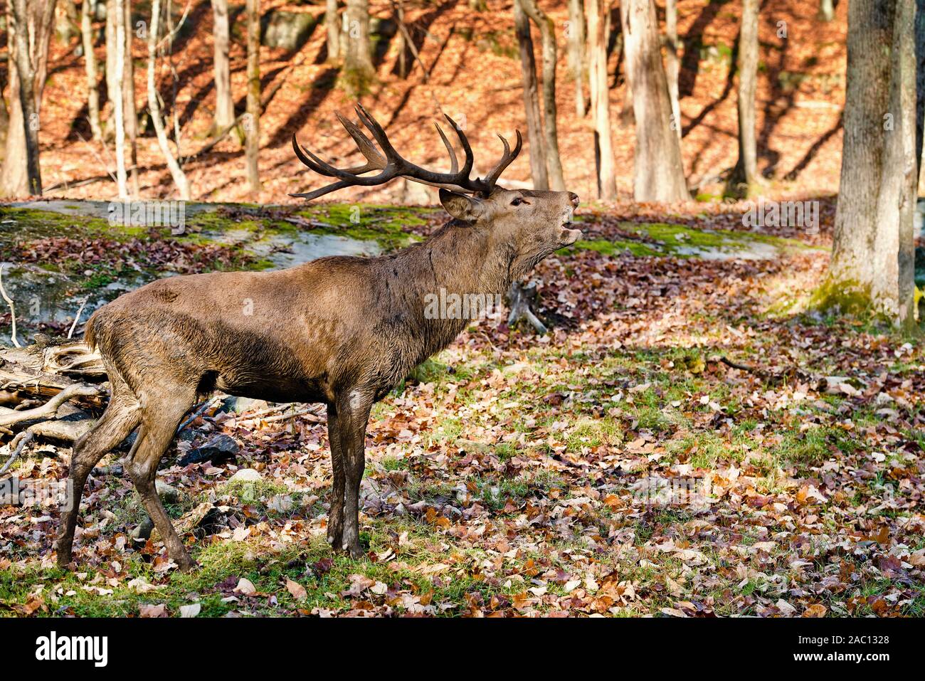 Male Red Deer calling Stock Photo - Alamy