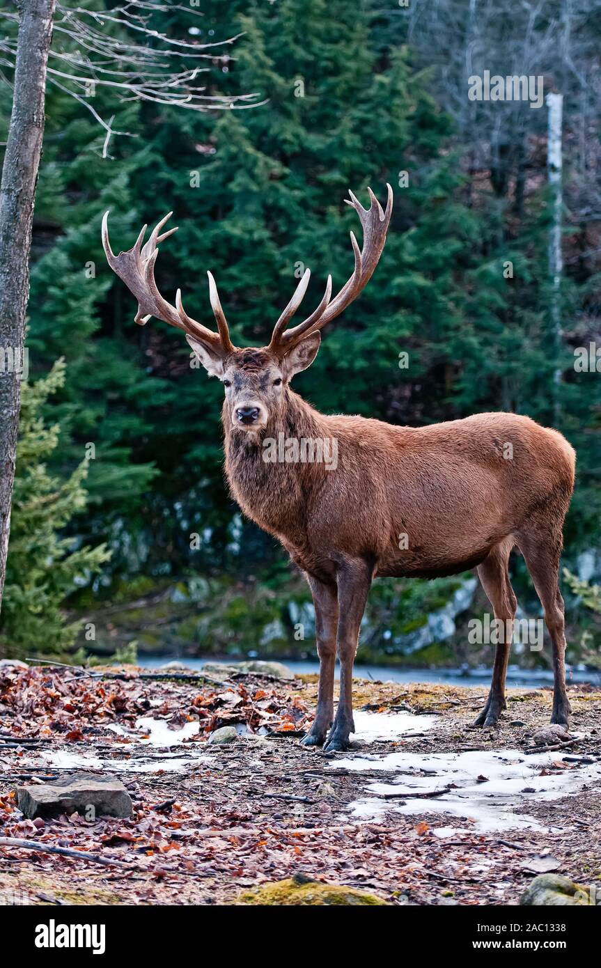 Deer photos hi-res stock photography and images - Alamy