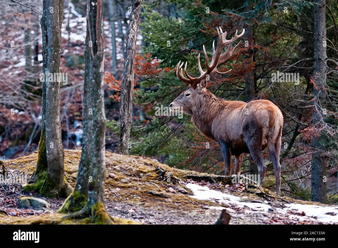 Deer photos hi-res stock photography and images - Alamy