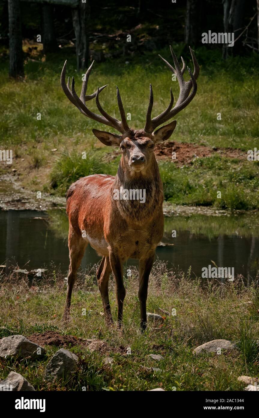 Male red deer standing in hi-res stock photography and images - Alamy