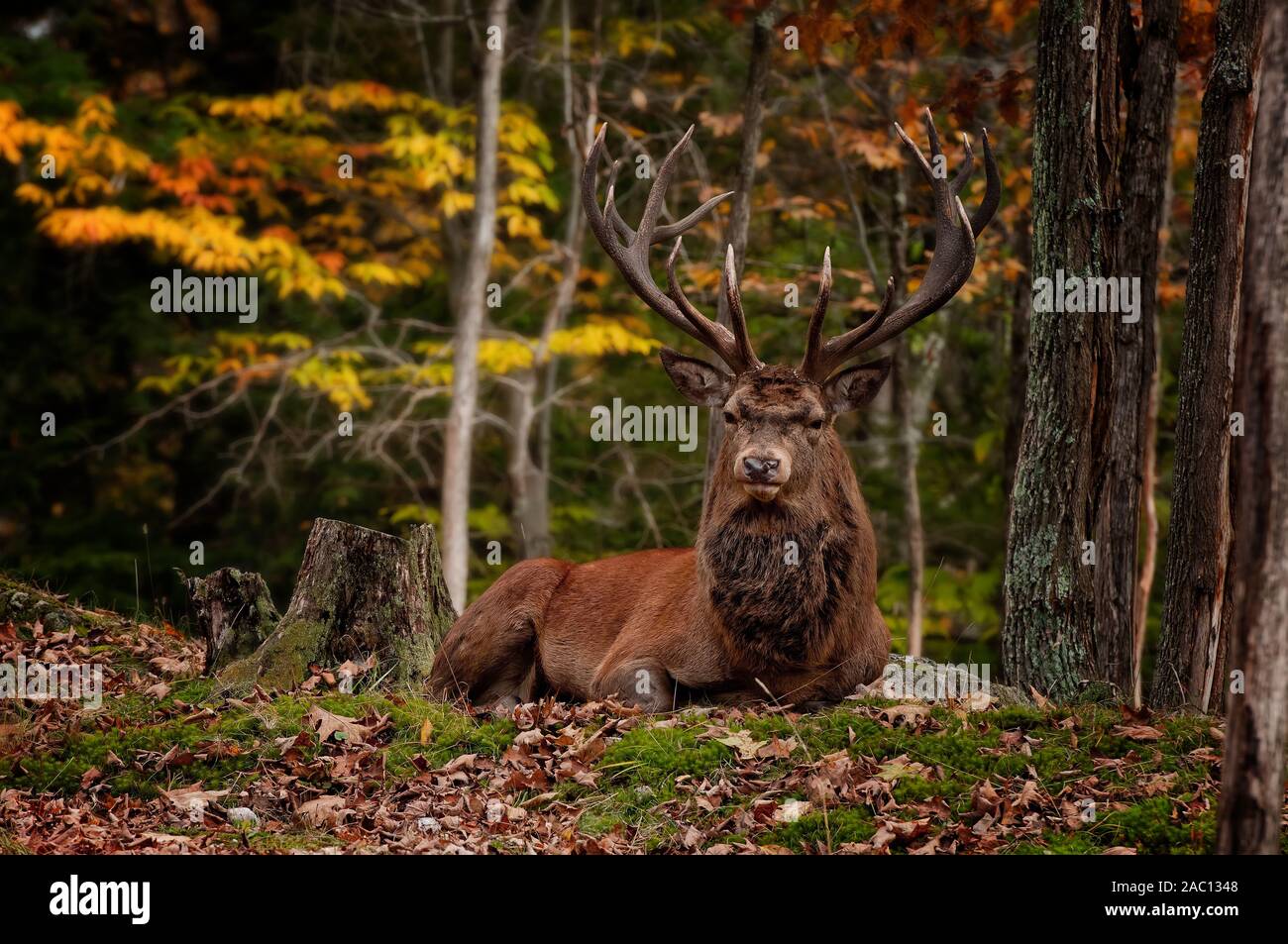 Red Deer lying Down In The Forest Stock Photo - Alamy