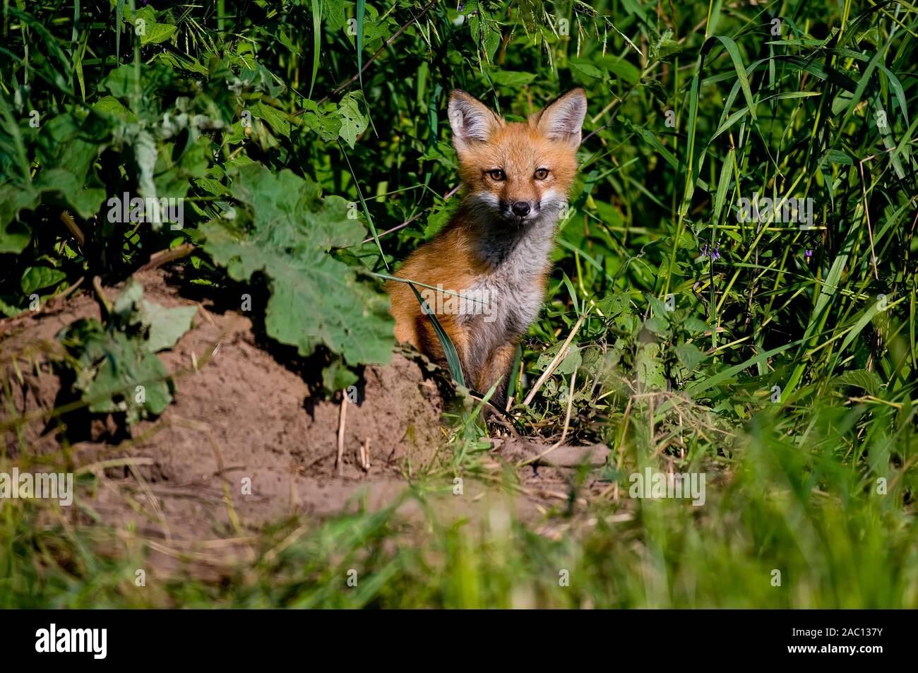 Baby Fox Kits Stock Photo - Alamy