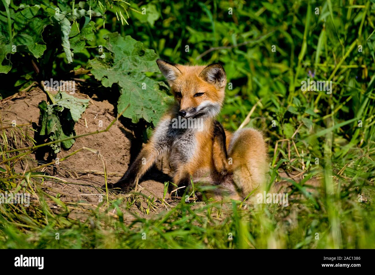 Baby Fox Kits Stock Photo - Alamy