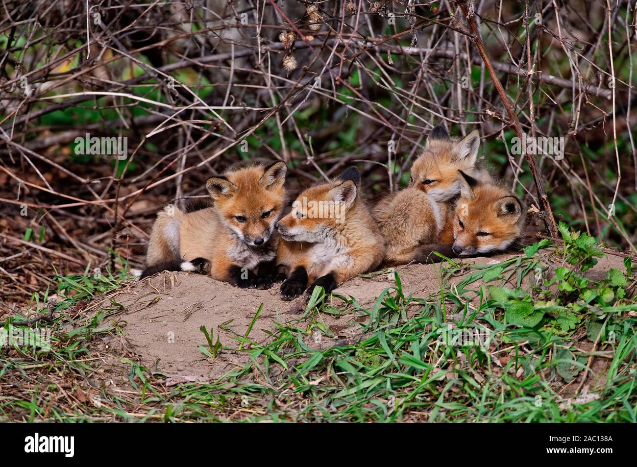 Baby Fox Kits Stock Photo - Alamy