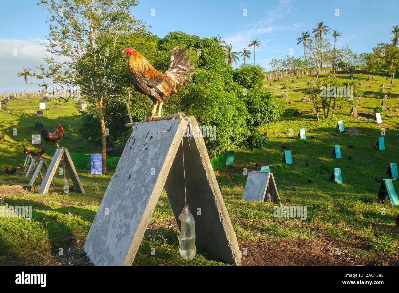 A rooster standing on its shelter at a gamefowl farm in the Philippines ...